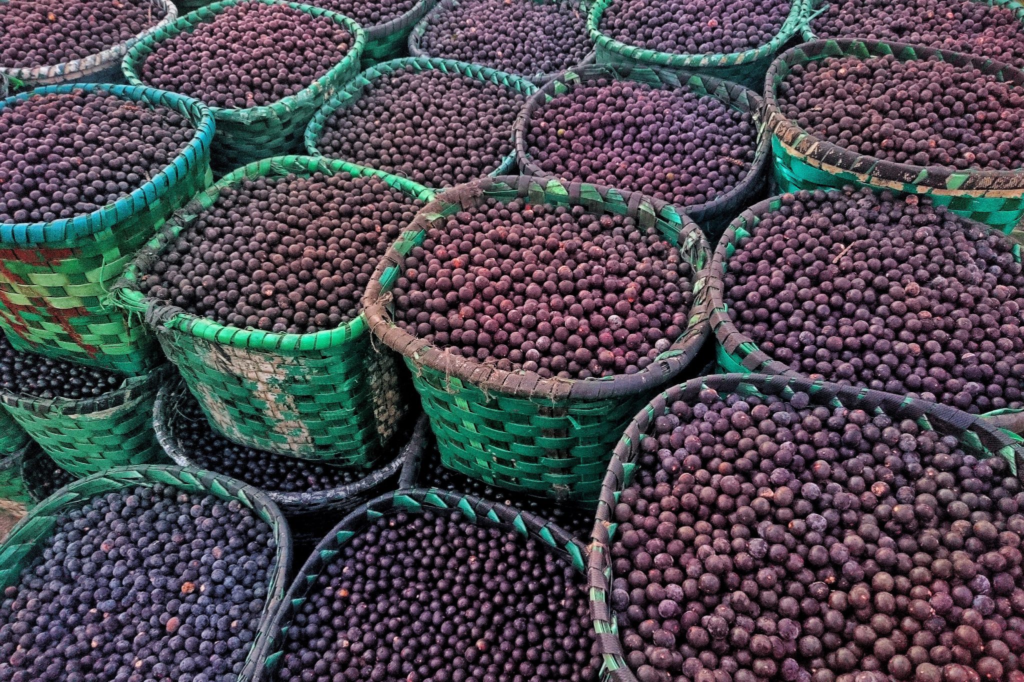 8 Benefits of Acai Berry | Bona Vita Philippines